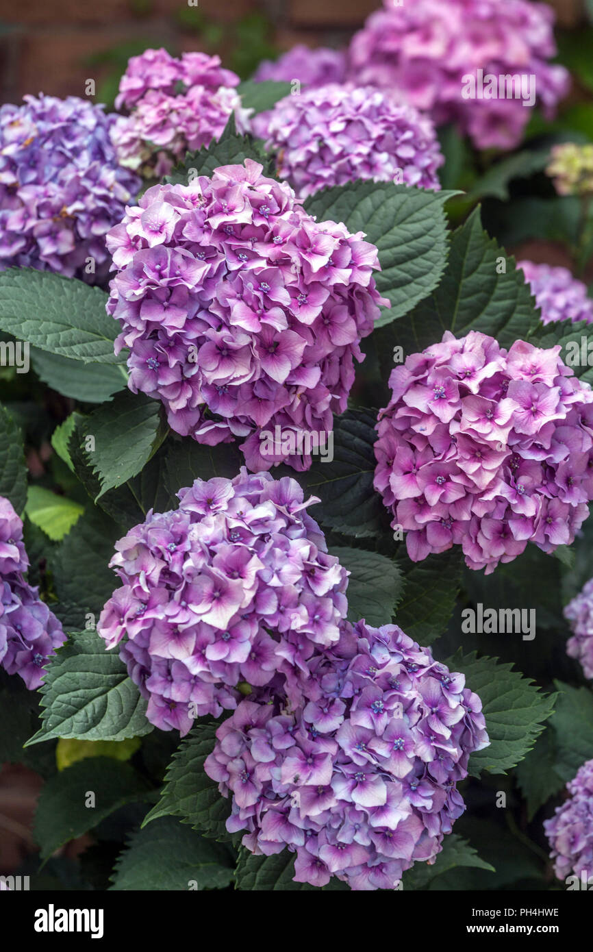 Hydrangea blossoms, blue and violet, Hydrangea macrophylla Stock Photo ...