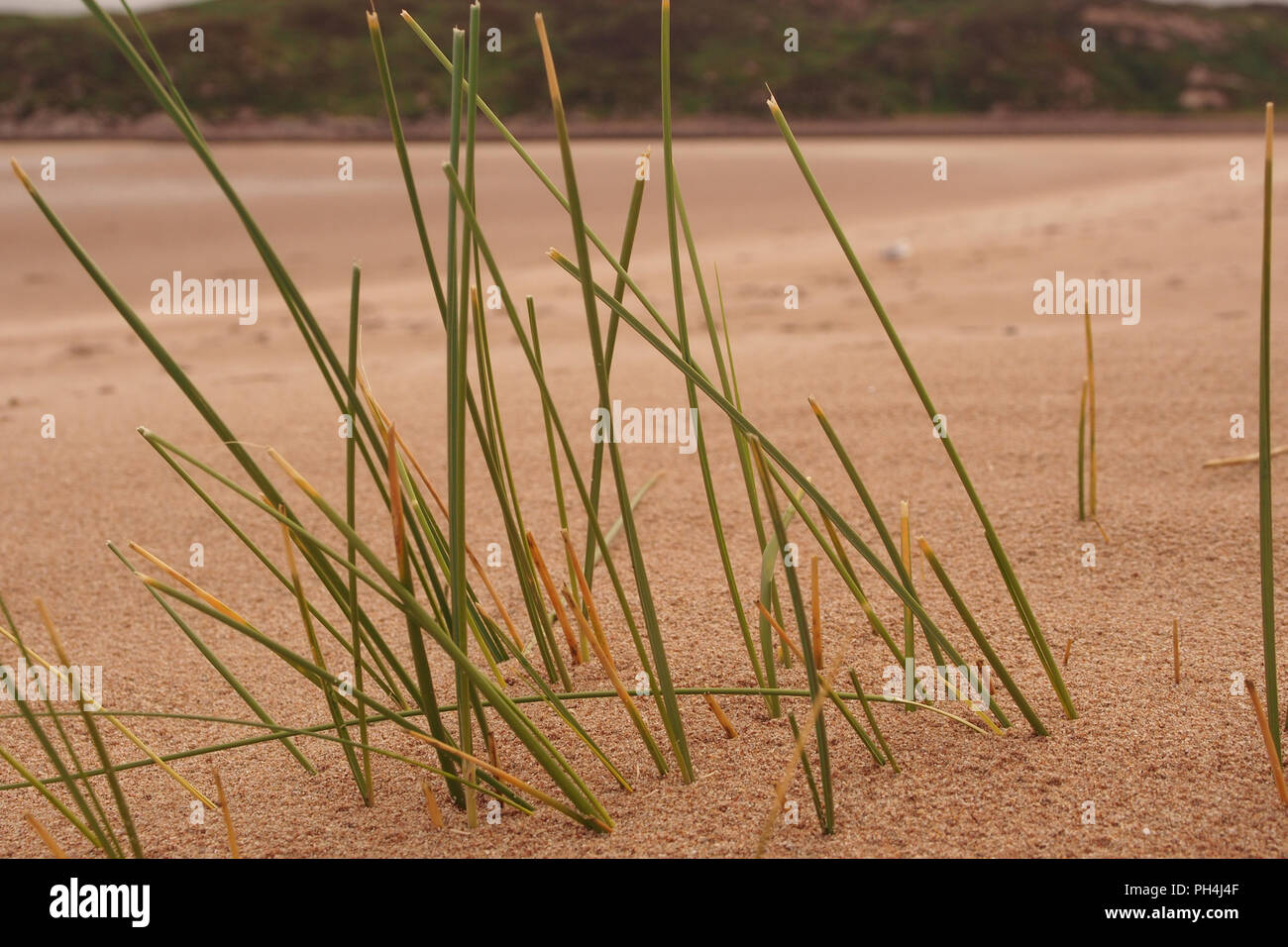 Spiky grass hi-res stock photography and images - Alamy