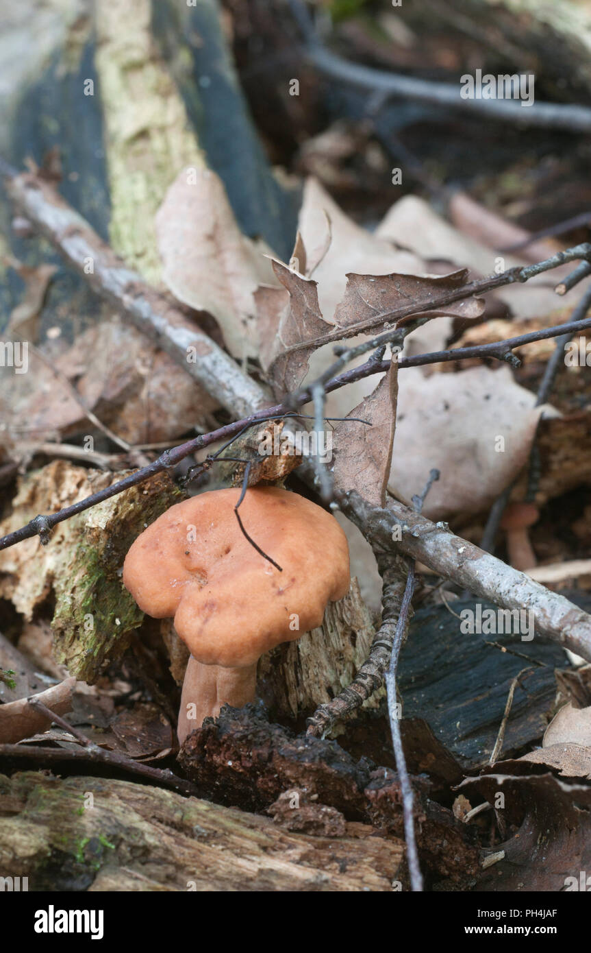 Red hot milk cap hi-res stock photography and images - Alamy