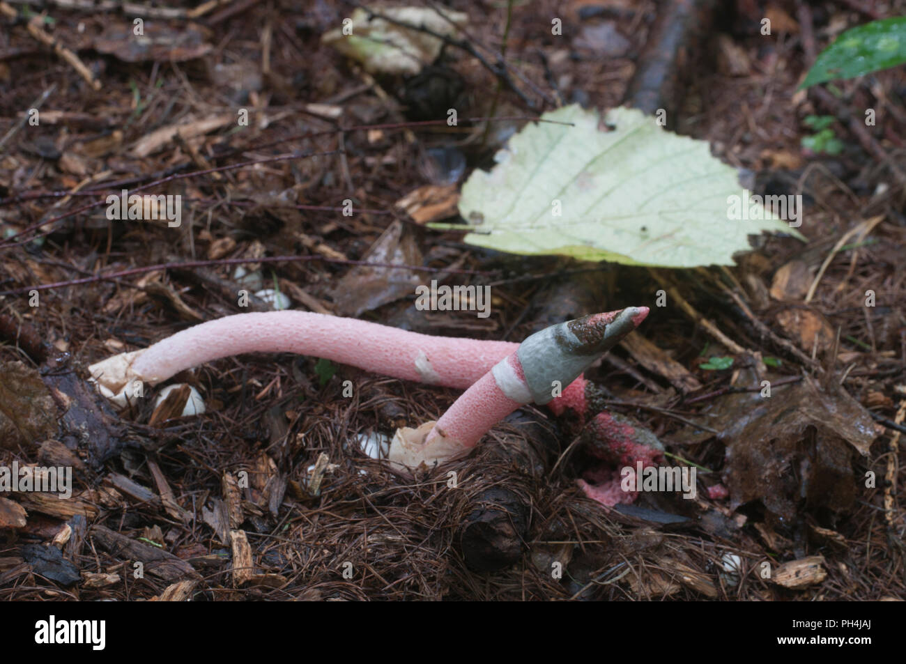 Mutinus Ravenelii High Resolution Stock Photography and Images - Alamy