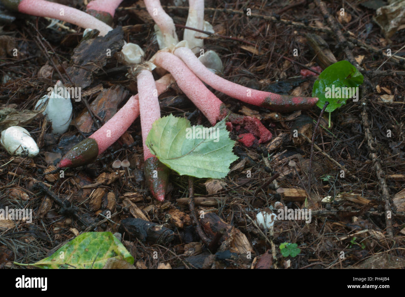 Mutinus Ravenelii High Resolution Stock Photography and Images - Alamy