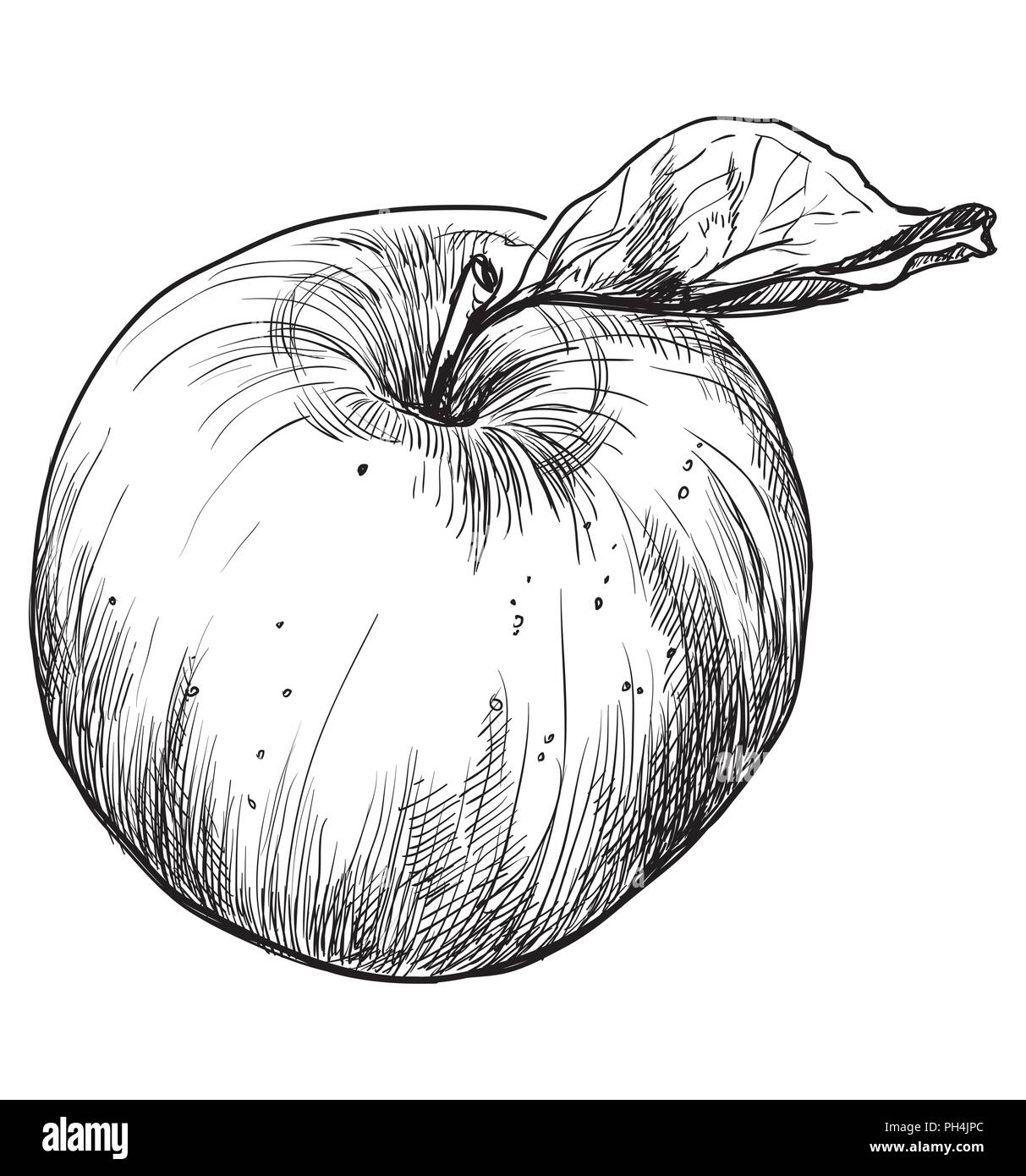Hand drawn fruit-apple. Vector monochrome illustration isolated on ...