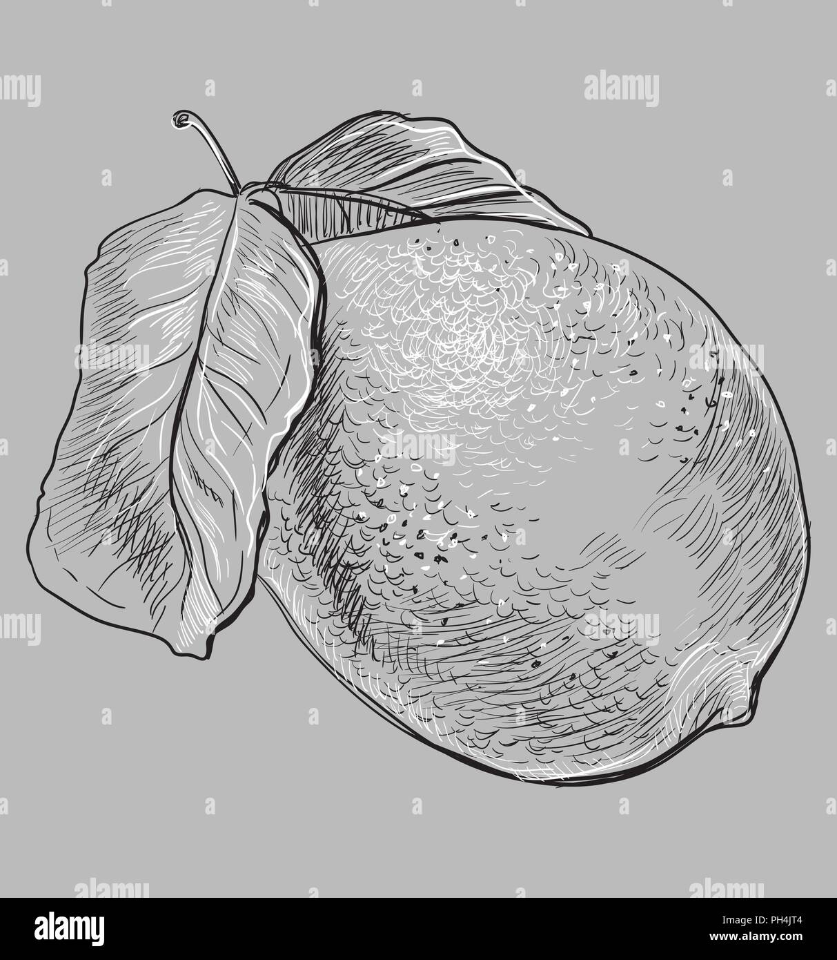 Hand drawn fruit-lemon. Vector monochrome illustration isolated on ...