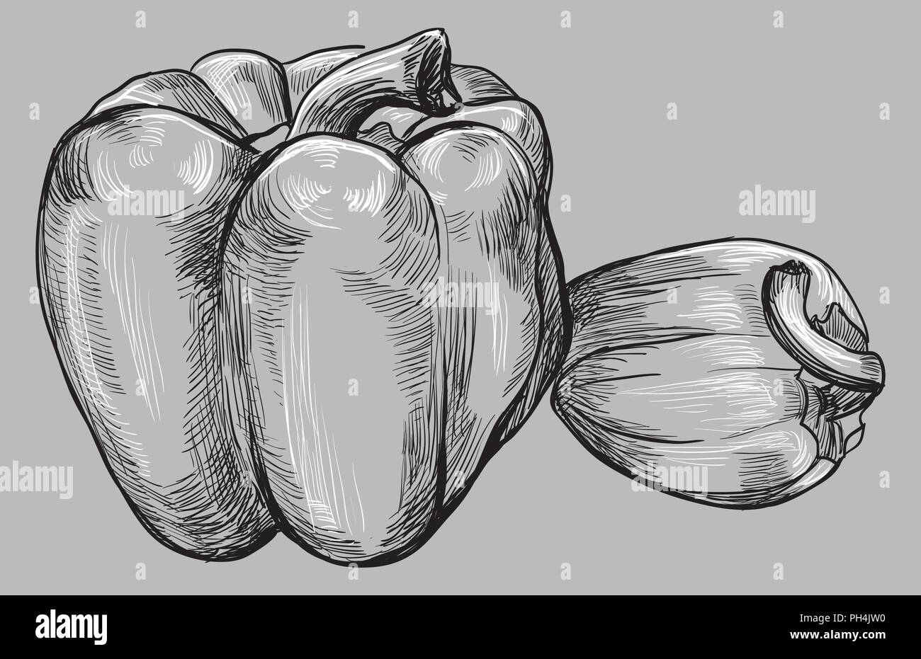 Hand drawn vegetable-pepper. Vector monochrome illustration isolated on ...