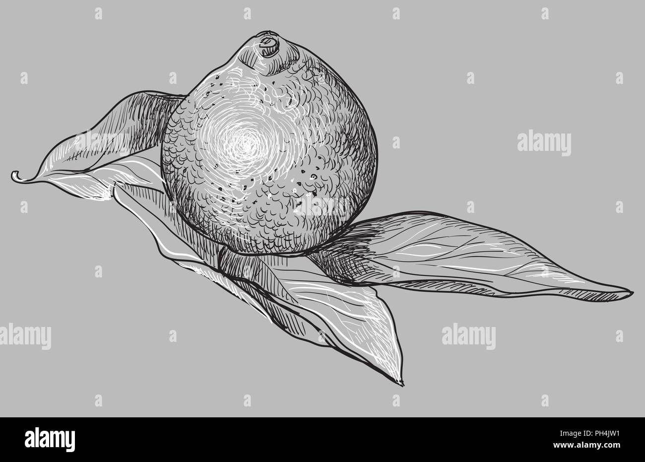 Hand drawn fruit-tangerine. Vector monochrome illustration isolated on ...
