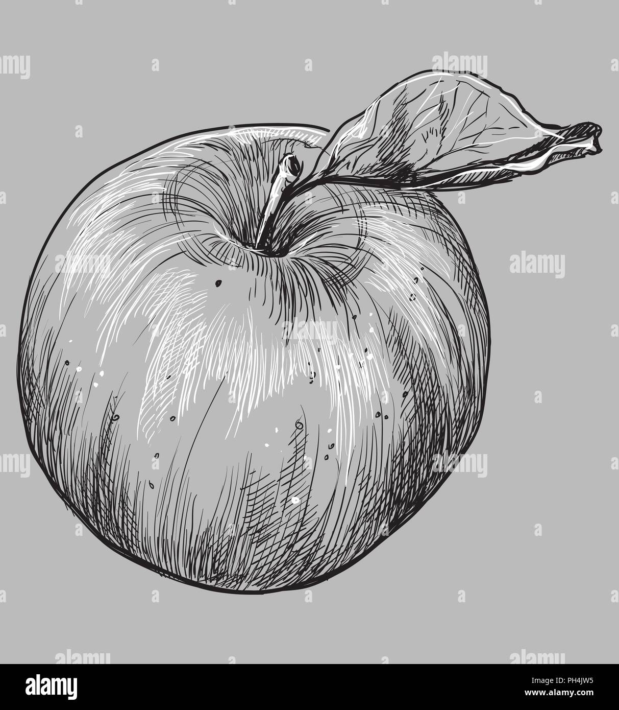 Hand drawn fruit apple. Vector monochrome illustration isolated on grey ...