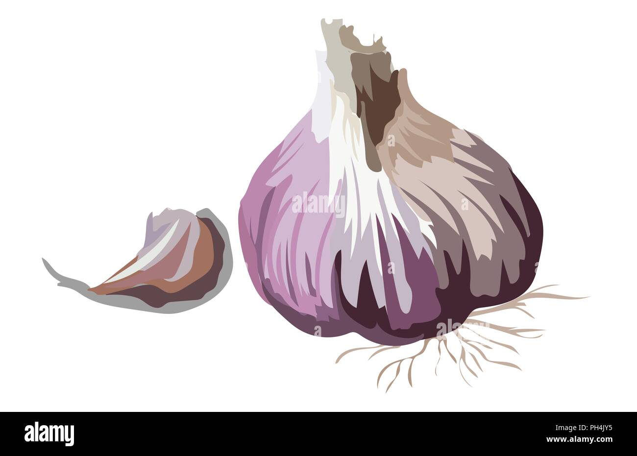 Garlic with slice. Vector colorful illustration isolated on white ...