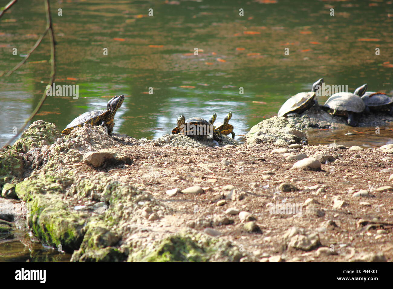 Turtle under a tree hi-res stock photography and images - Alamy