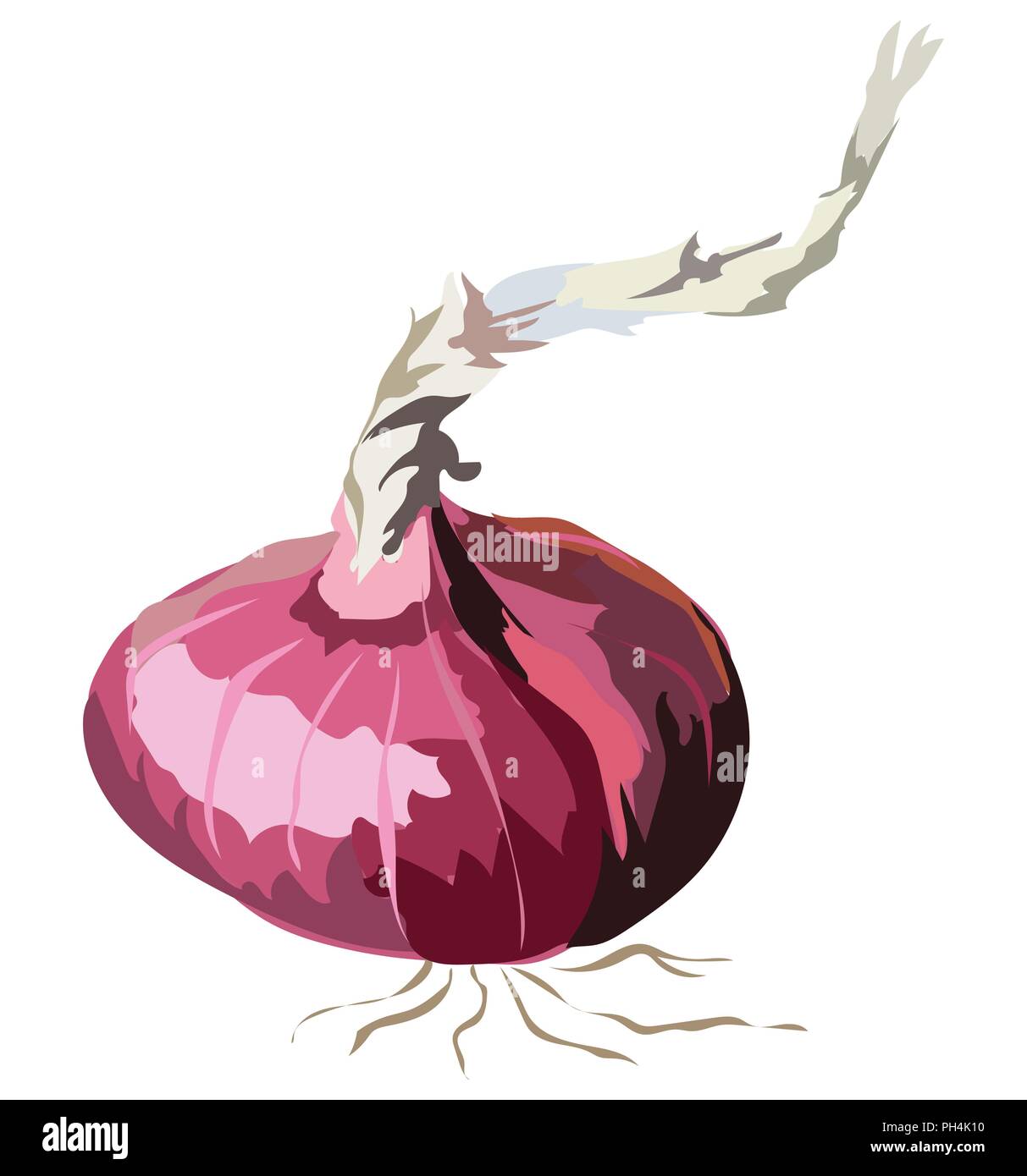 Red Onion. Vector colorful illustration isolated on white background ...