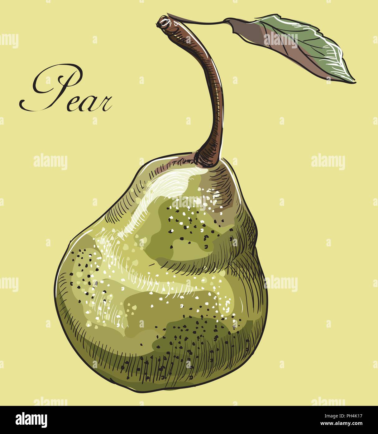 Hand drawn fruit- pear. Vector colorful illustration isolated on green ...