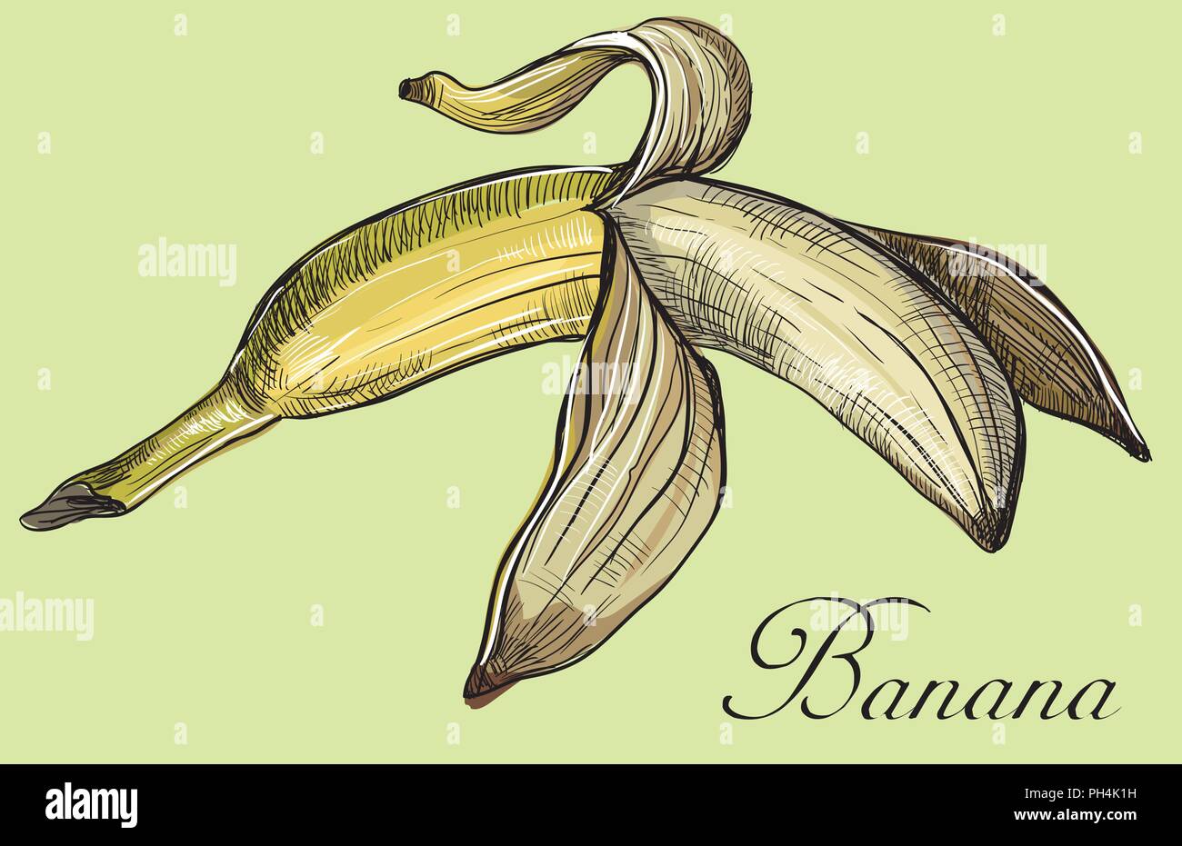 Hand drawn fruit- banana. Vector colorful illustration isolated on green background Stock Vector ...