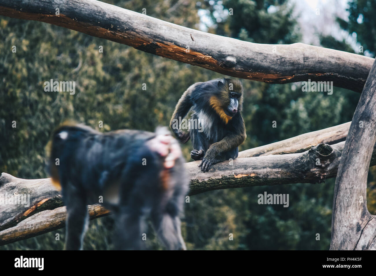 Colorful Baboon in the forest Stock Photo - Alamy