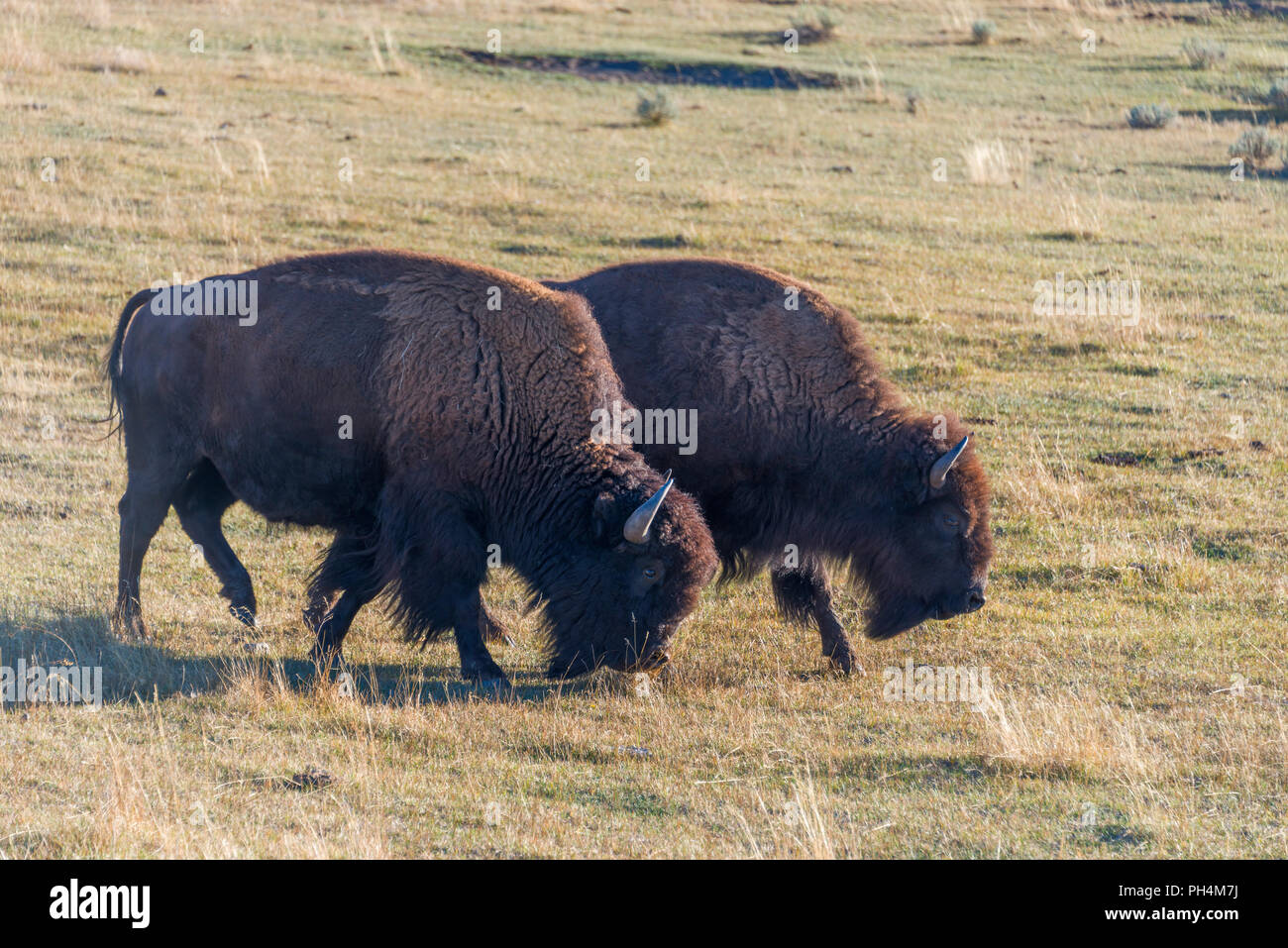 American bison, Bison bison, Yellowstone National Park, USA Stock Photo ...