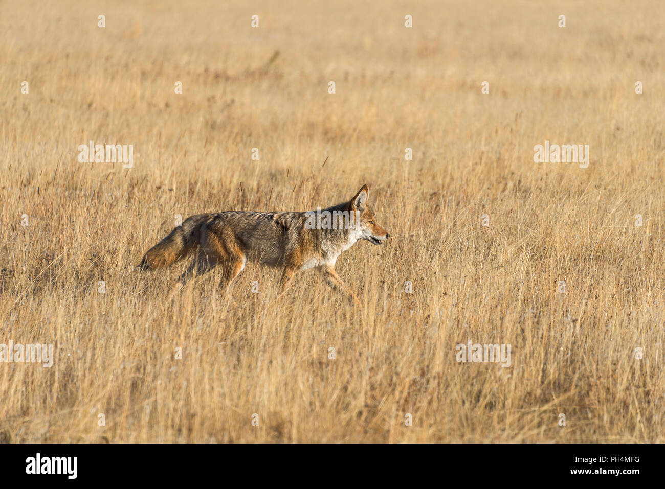 Gray wolf, Canis lupus, Yellowstone National Park, USA Stock Photo - Alamy