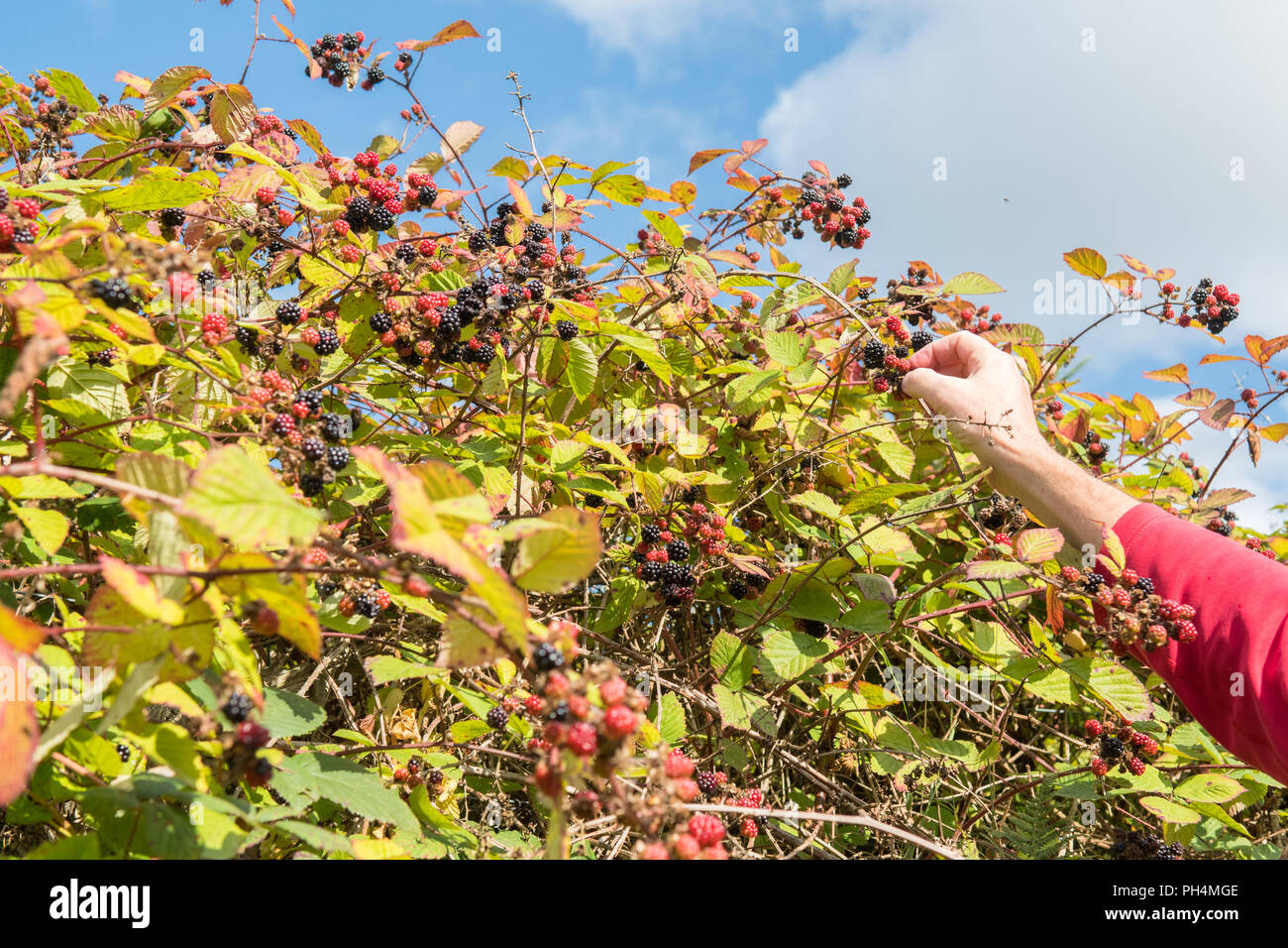 blackberry picking - Scotland, UK Stock Photo - Alamy