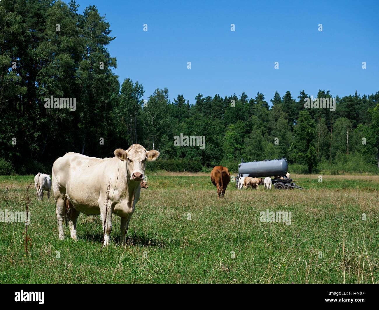 A pale cow standing on a pasture and looking into the lens. In ...