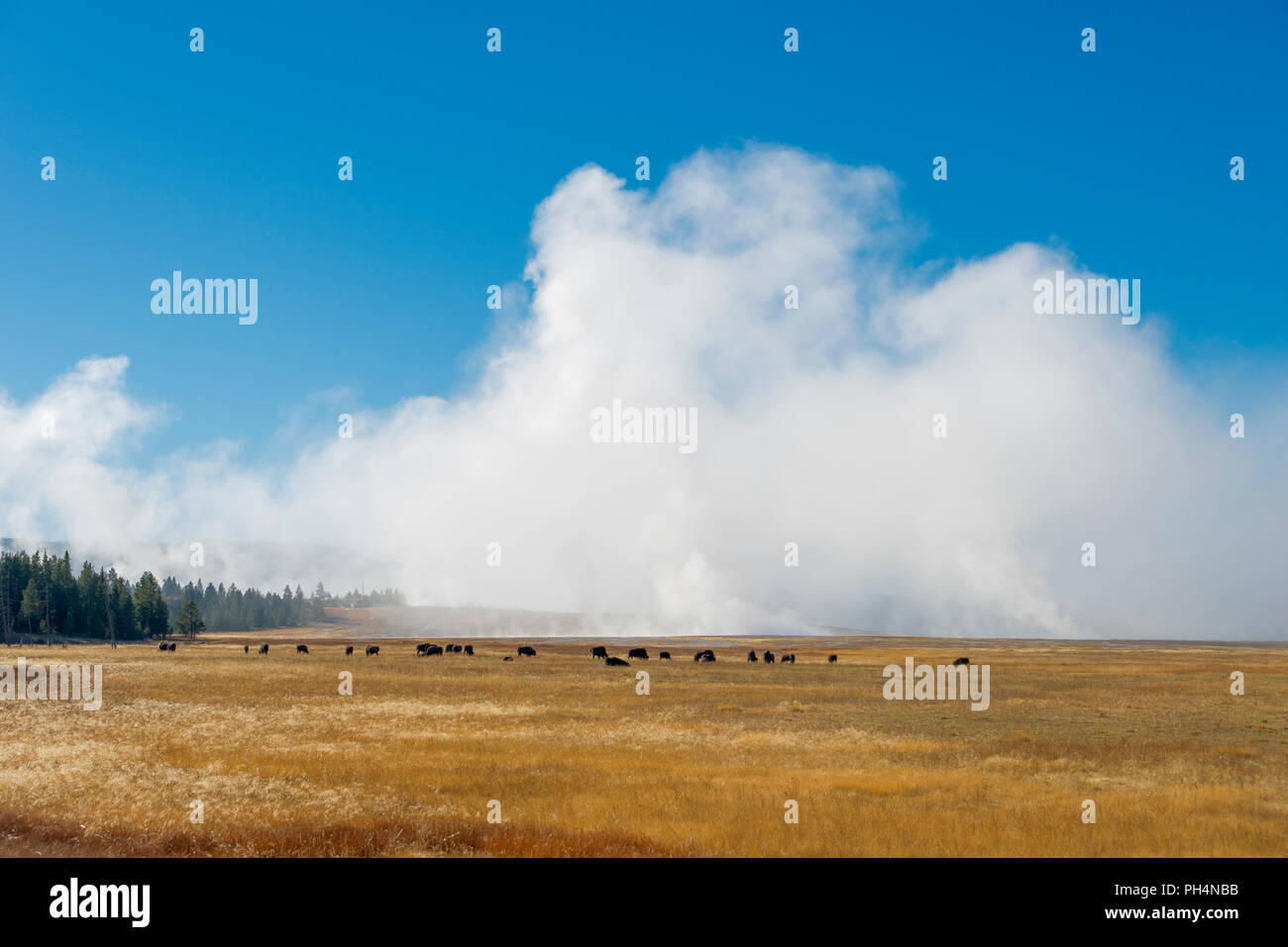 Kidney Geyser, Yellowstone National Park, USA Stock Photo - Alamy