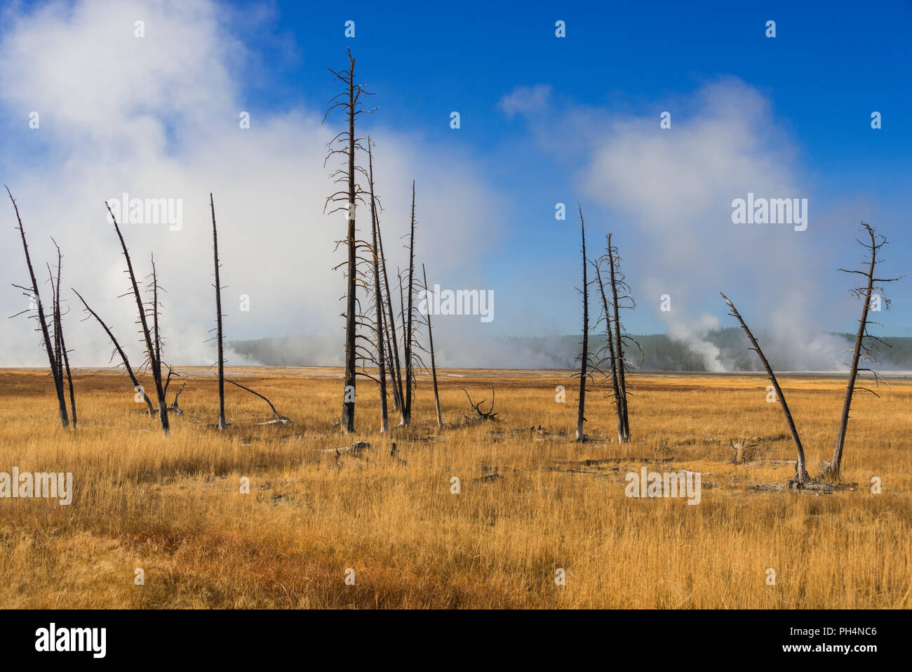 Kidney Geyser, Yellowstone National Park, USA Stock Photo - Alamy
