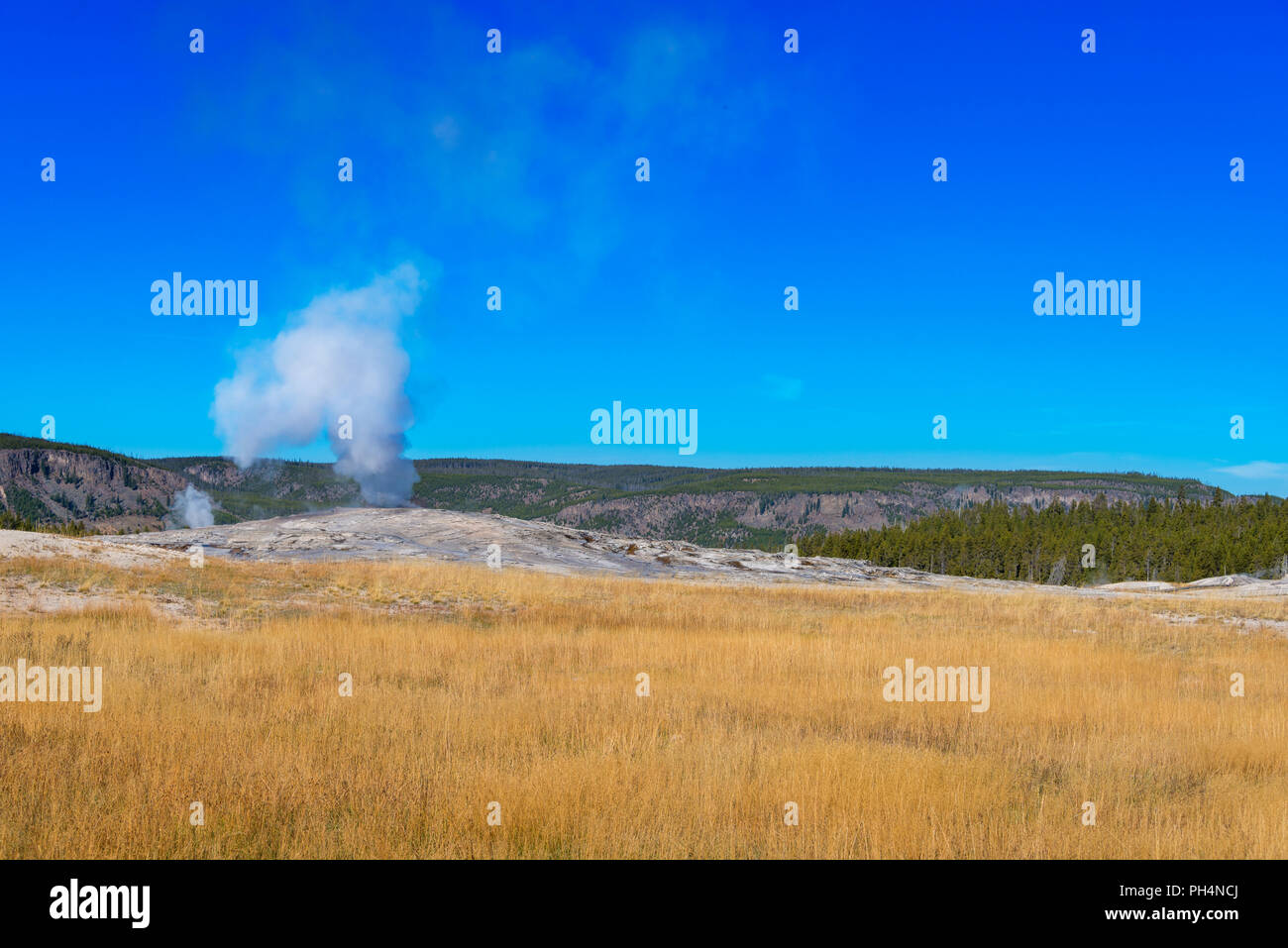 Us kidney hi-res stock photography and images - Alamy