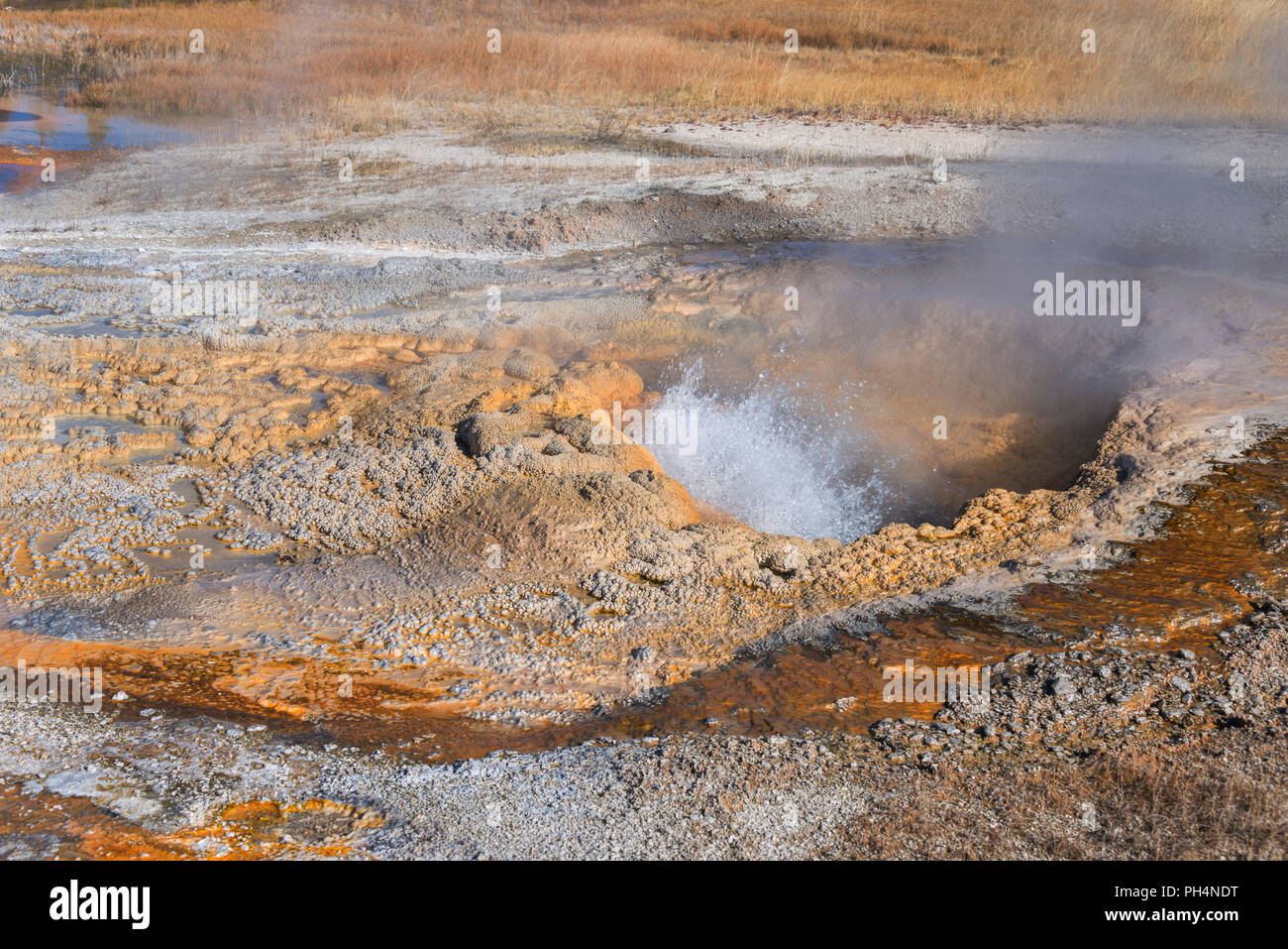 Us kidney hi-res stock photography and images - Alamy