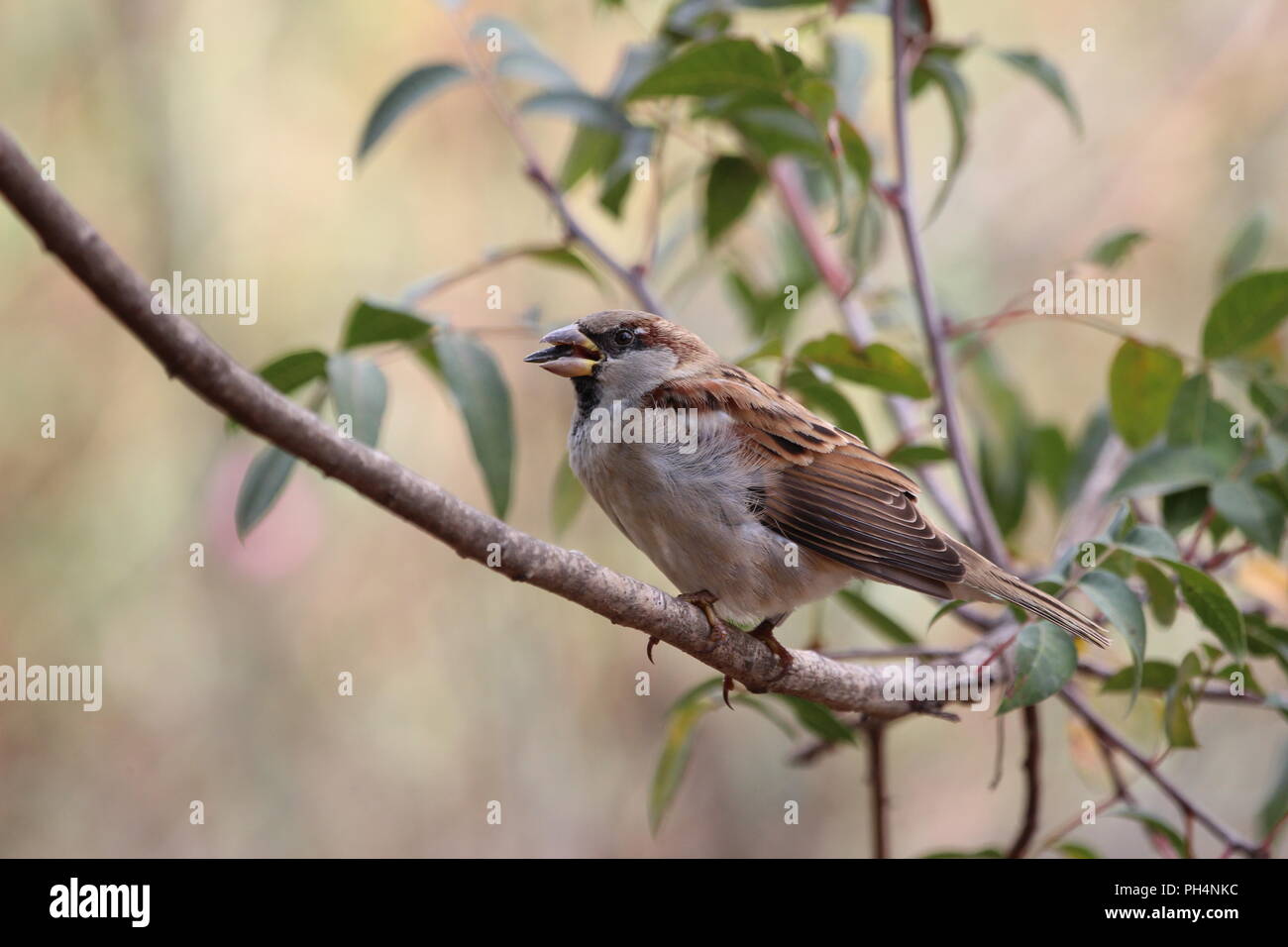 A sparrow on a branch, cracking cores Stock Photo - Alamy