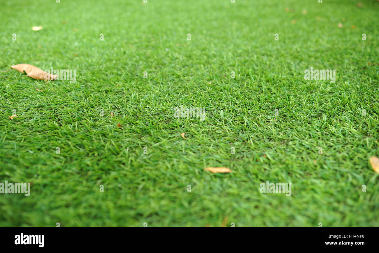 Green grass is beautiful Stock Photo - Alamy