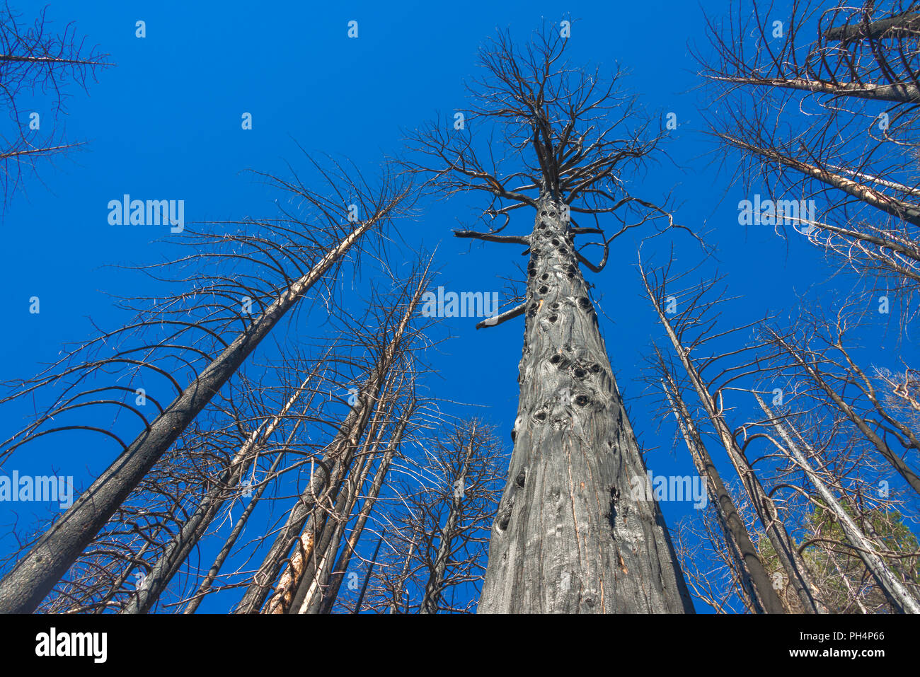 Dry trees, Yosemite National Park, California, USA Stock Photo - Alamy
