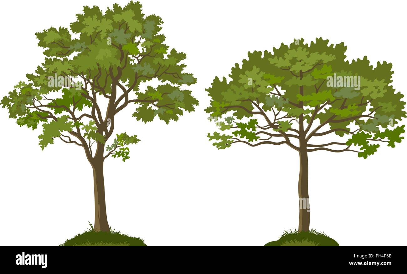 Summer Landscapes, Trees Pine and Maple on the Green Grass, Isolated on ...