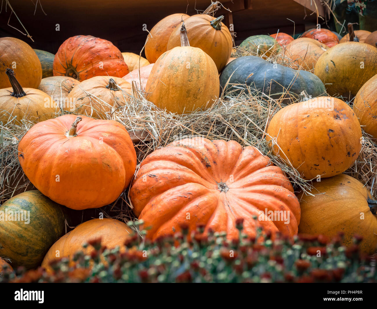 Many large orange pumpkins lie in the straw. Autumn street decoration ...