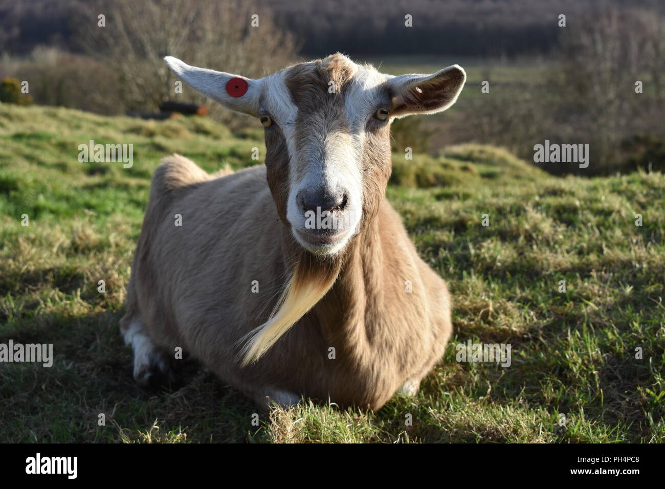 Goat looking at the camera Stock Photo - Alamy