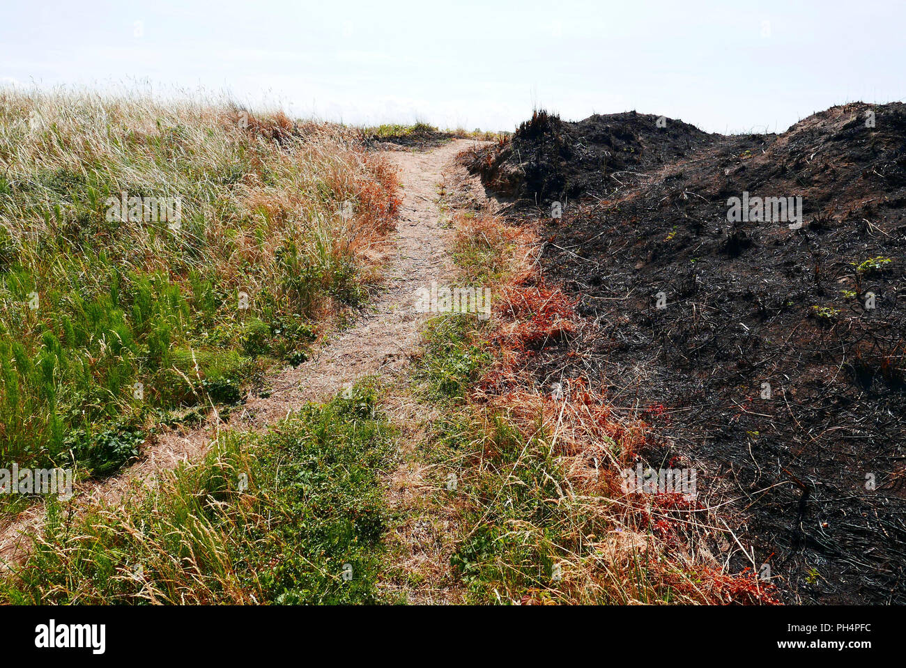 Wild fire on St Annes nature reserve during long hot summer without ...