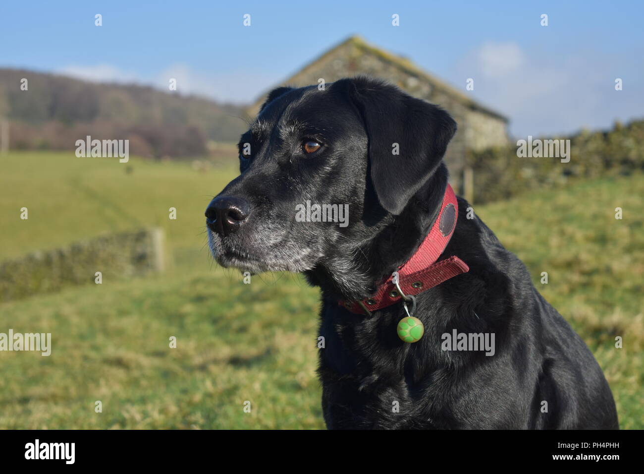 Black Labrador sitting in a field Stock Photo - Alamy
