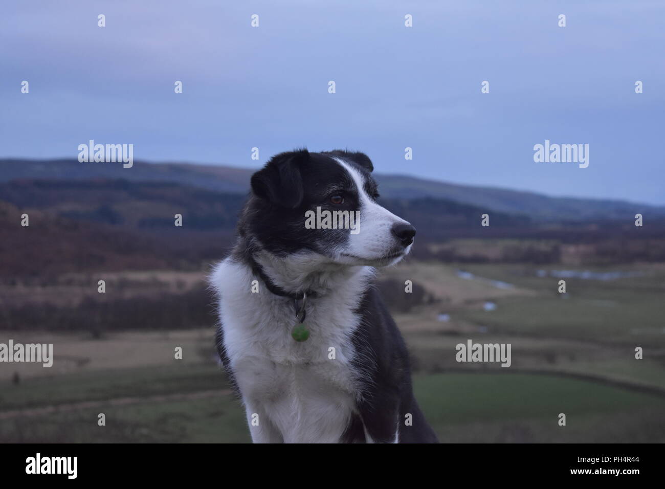 Farmer with sheepdog field hi-res stock photography and images - Alamy