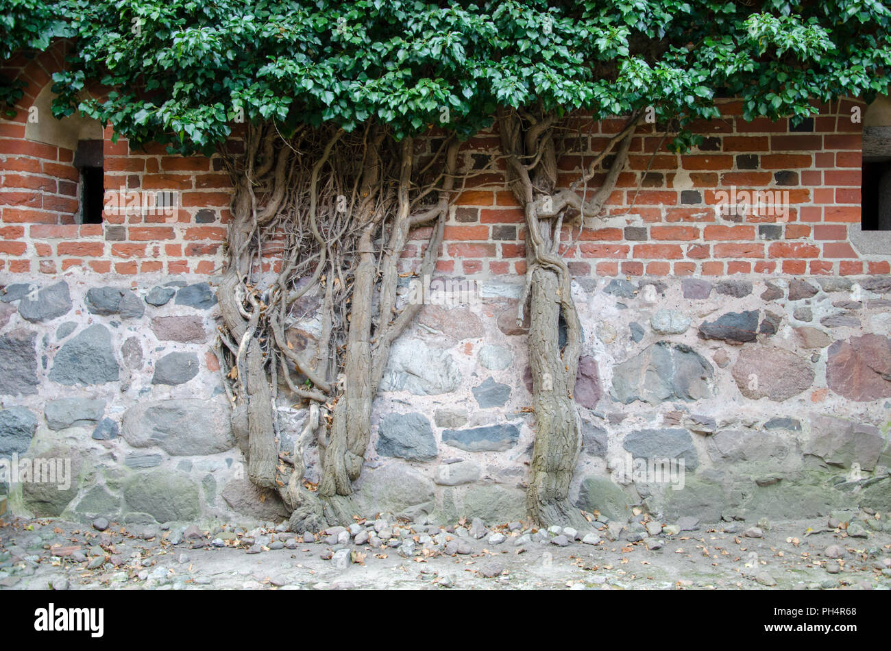 Tree with green leaves is growing on the brick wall background; Old ...