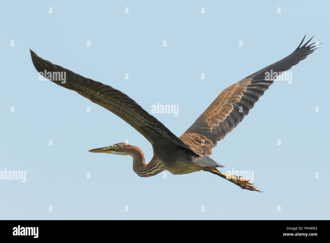 Patterns free hi-res stock photography and images - Alamy