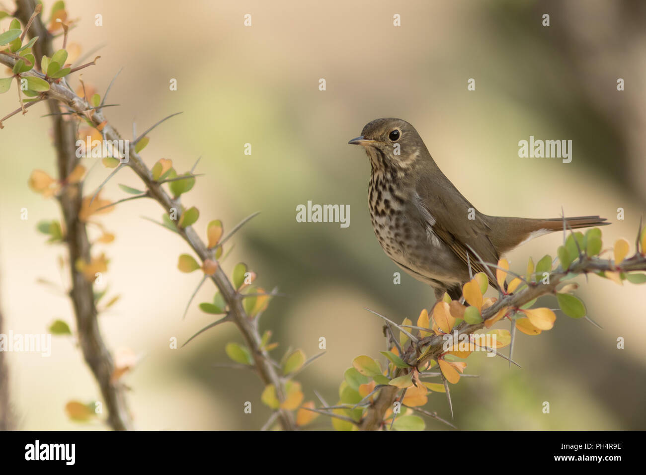 Swainsons thrush (Catharus ustulatus) establishing territory and making ...