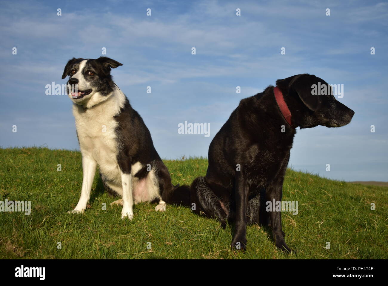 Border Collie and Labrador sitting on a hill Stock Photo - Alamy
