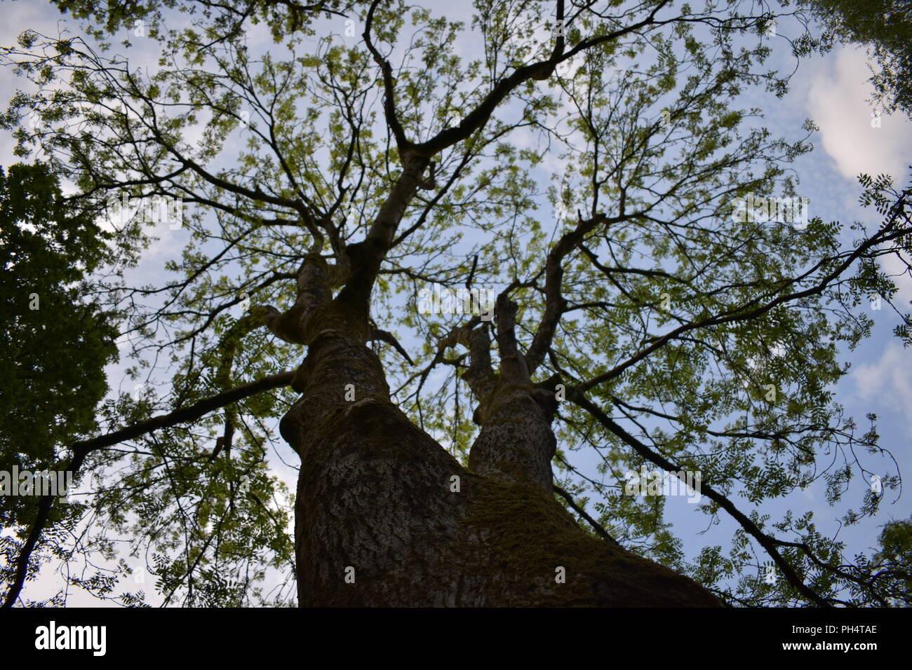 Tree branches spreading out Stock Photo - Alamy