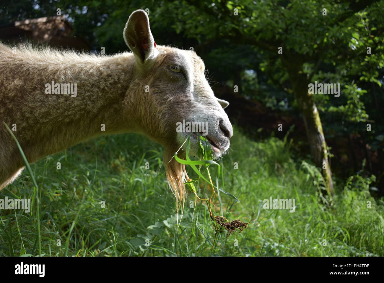 Goat eating grass Stock Photo - Alamy