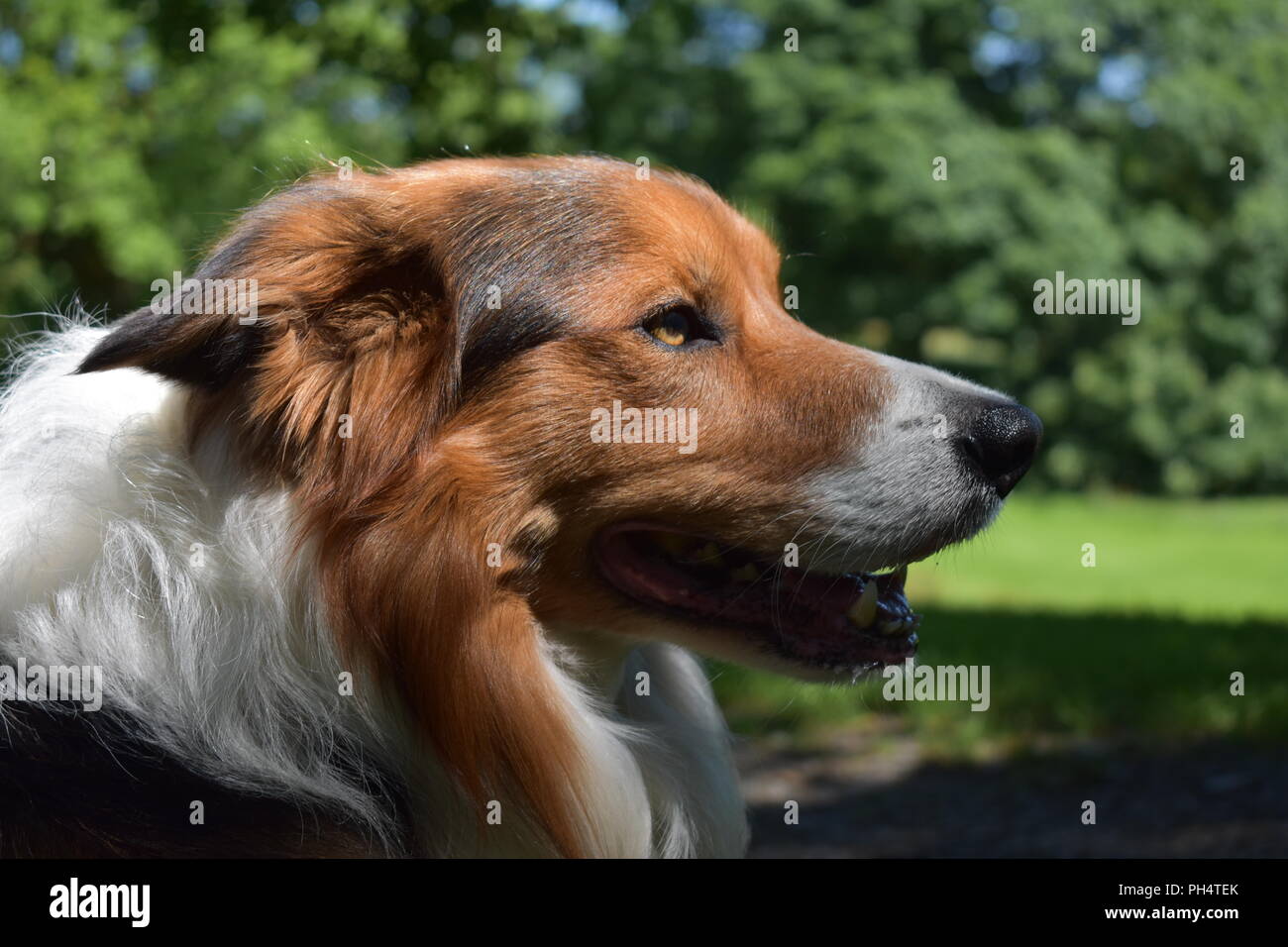 Border collie staring hi-res stock photography and images - Alamy
