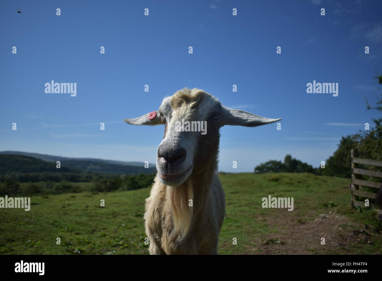 Goat staring at the camera Stock Photo - Alamy