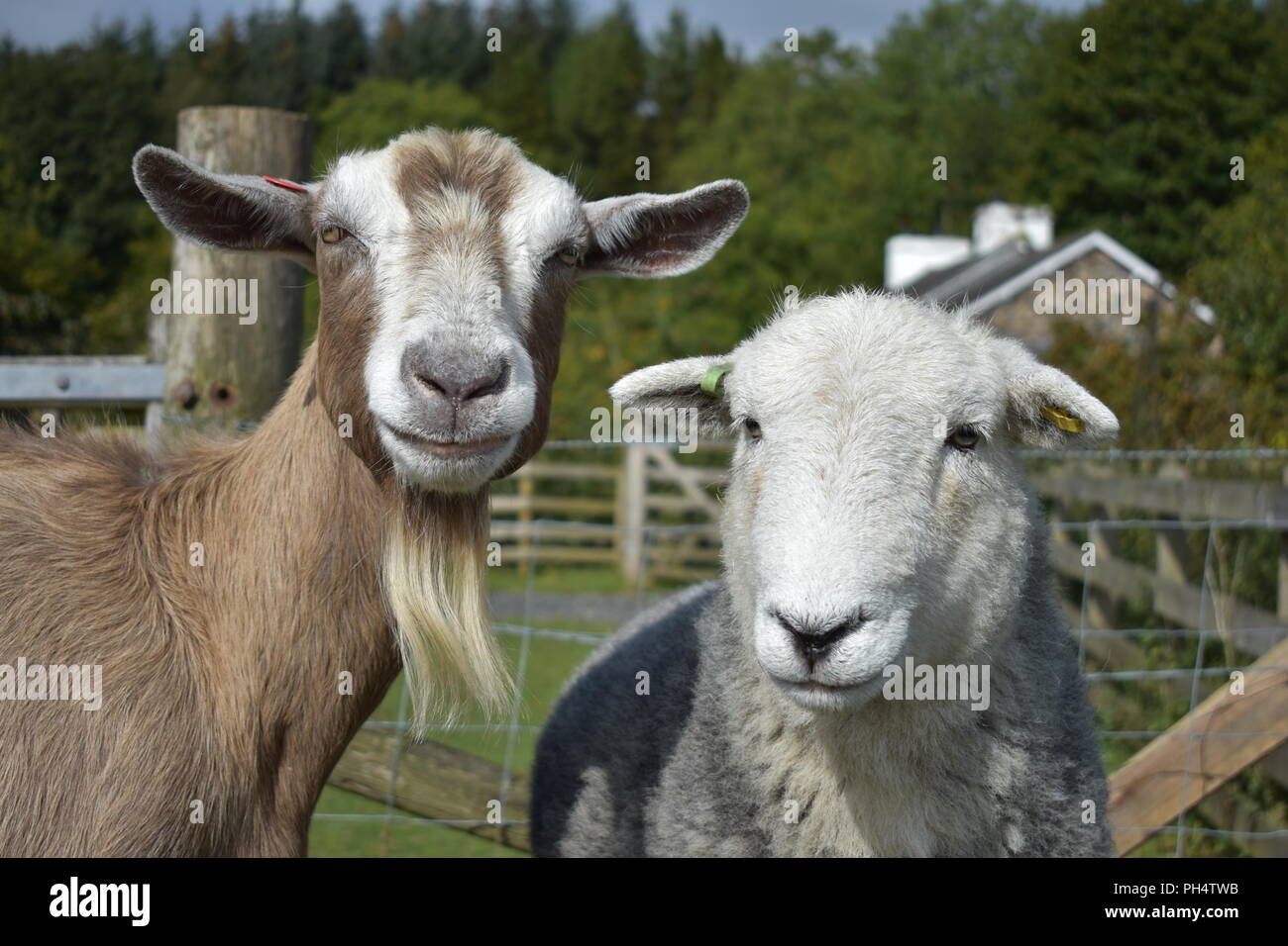 Goat staring at me hi-res stock photography and images - Alamy