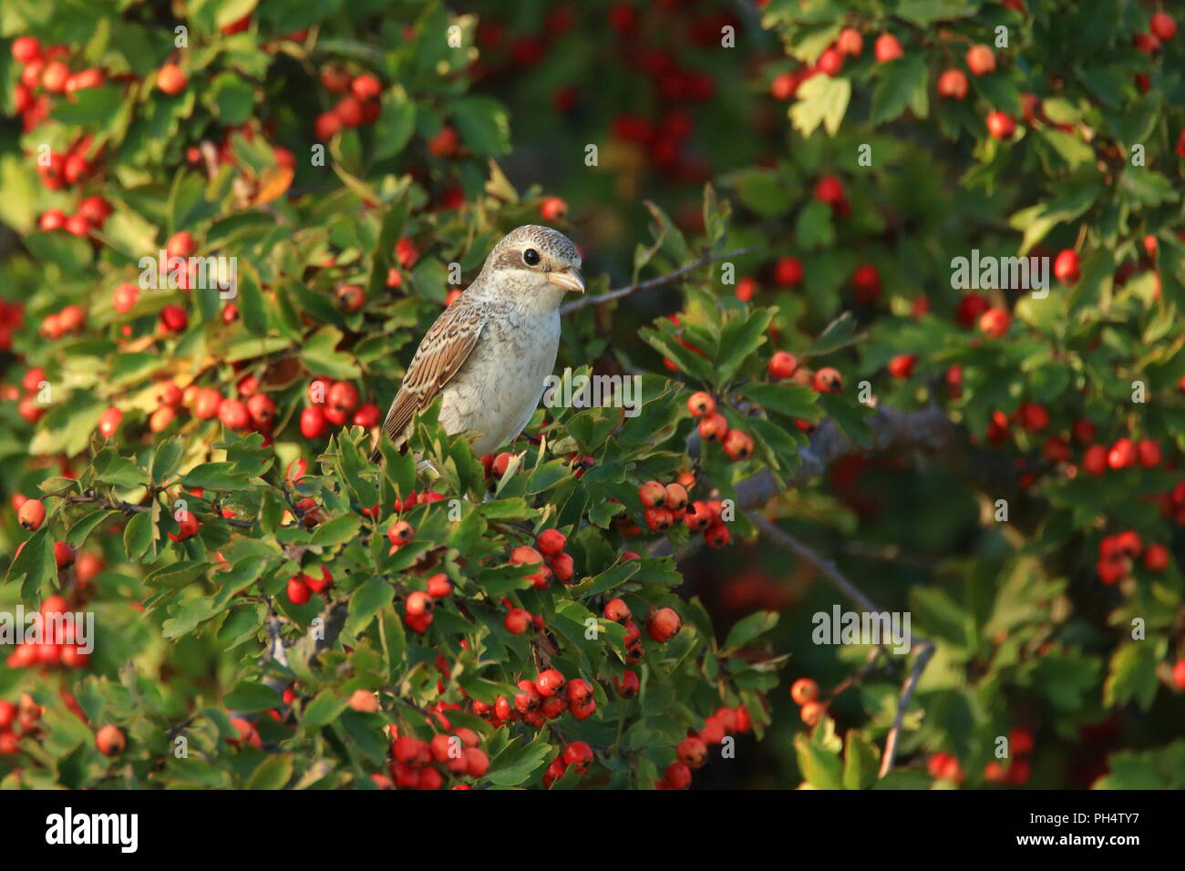 Bird on hawthorn tree hi-res stock photography and images - Alamy