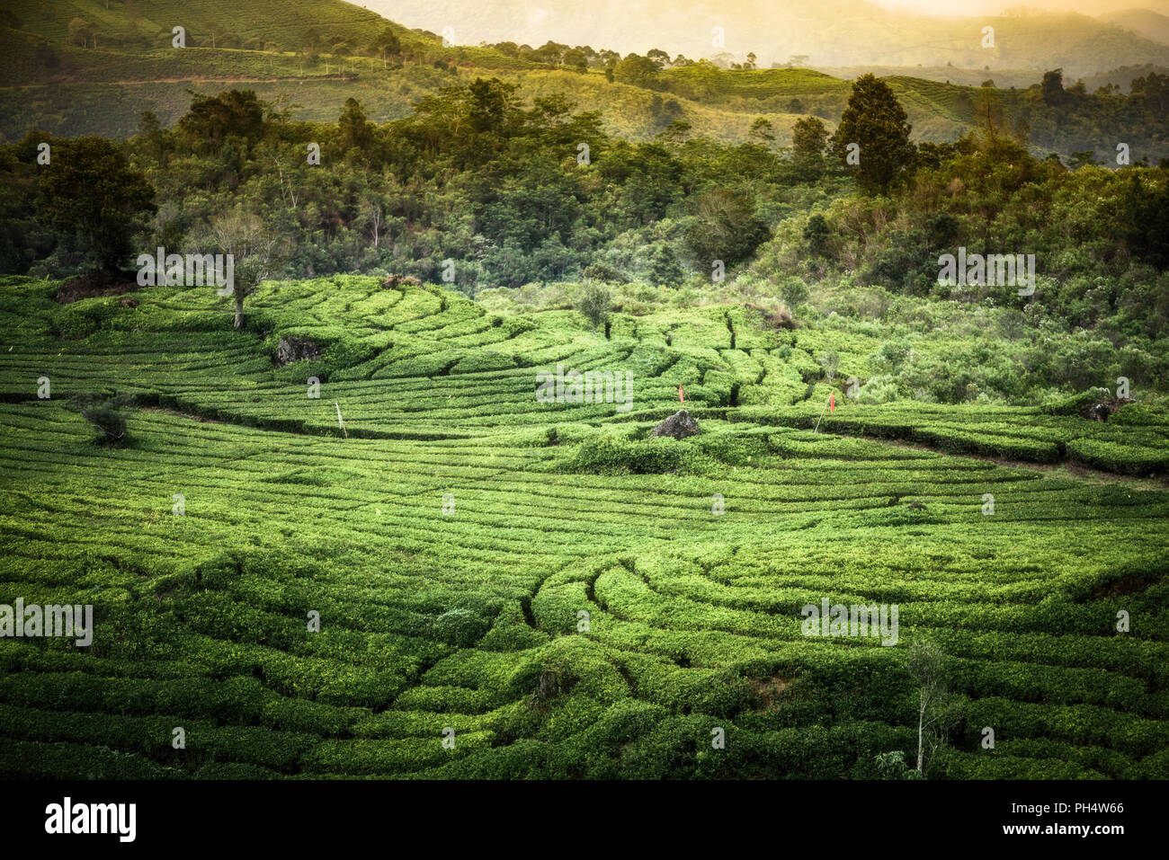 Beautiful Tea Plantation Stock Photo - Alamy