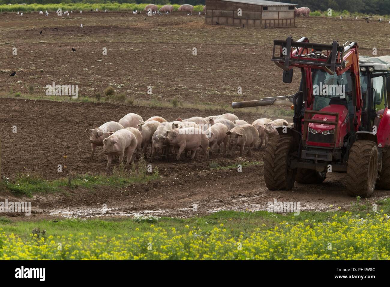 Herd of pigs feeding hi-res stock photography and images - Alamy