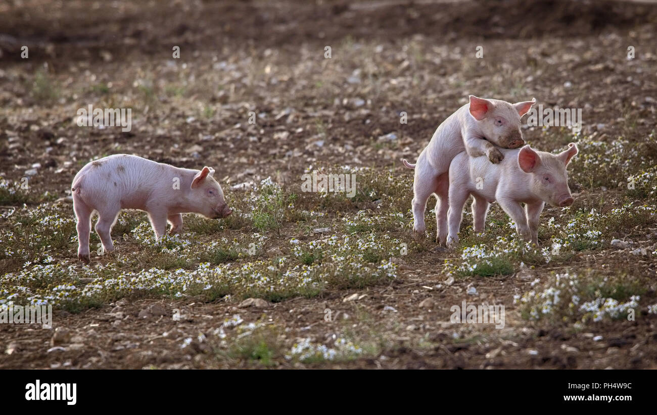Piglets and Pigs Stock Photo - Alamy