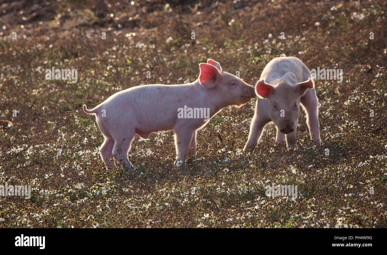 Baby pigs play hi-res stock photography and images - Alamy