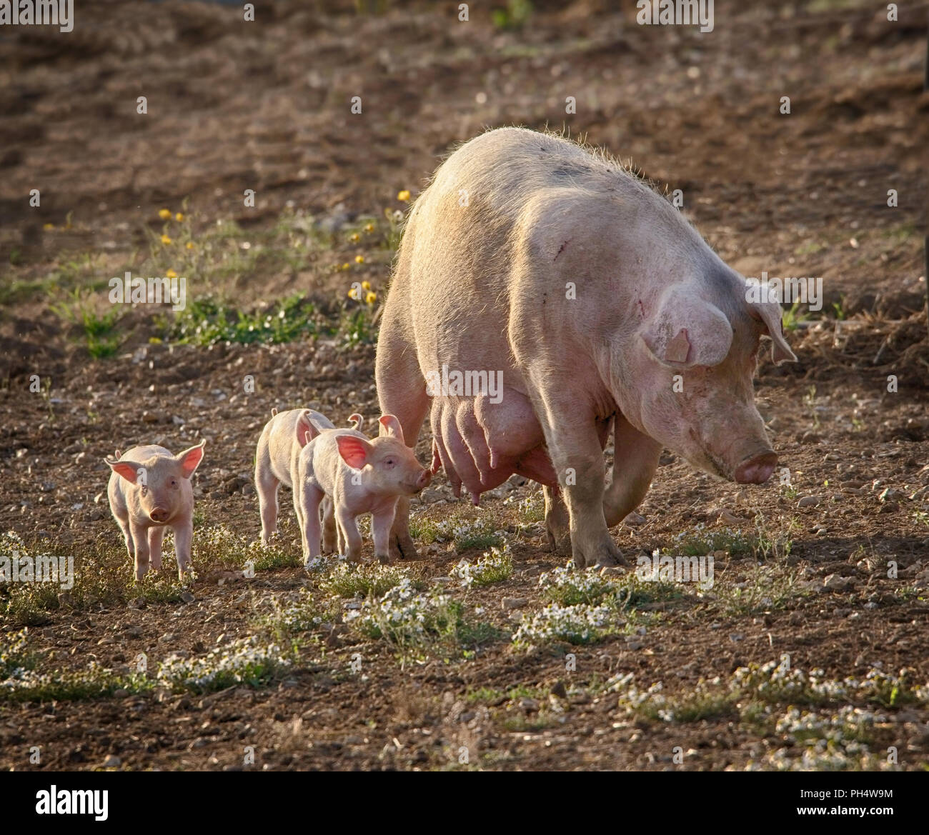 Piglets and Pigs Stock Photo - Alamy