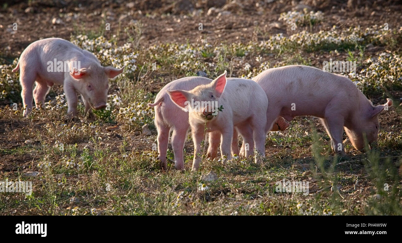 Four piglets hi-res stock photography and images - Alamy