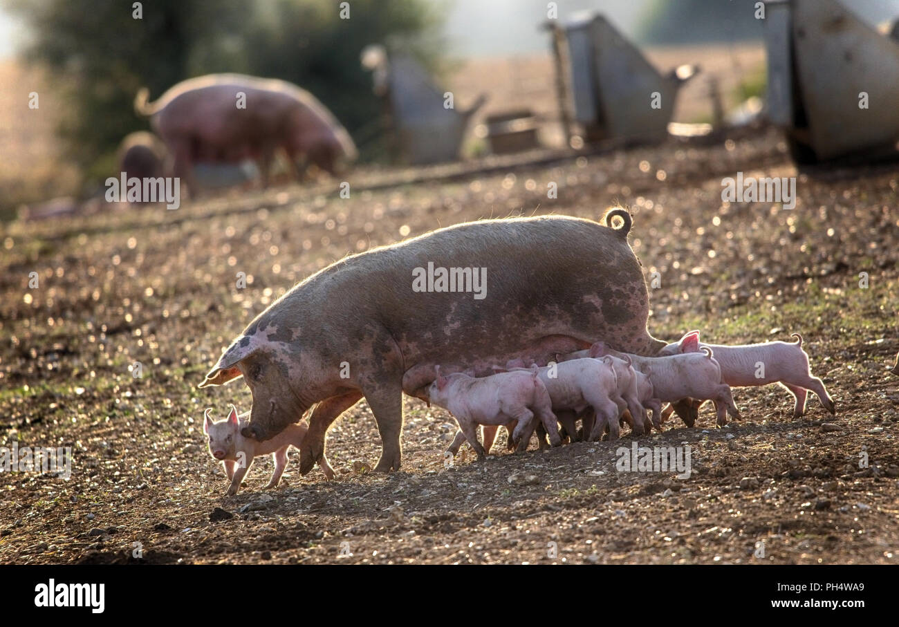 Piglets and Pigs Stock Photo - Alamy